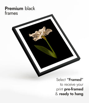Iris - Katy Donaldson | | Framed Prints & Posters – Animato