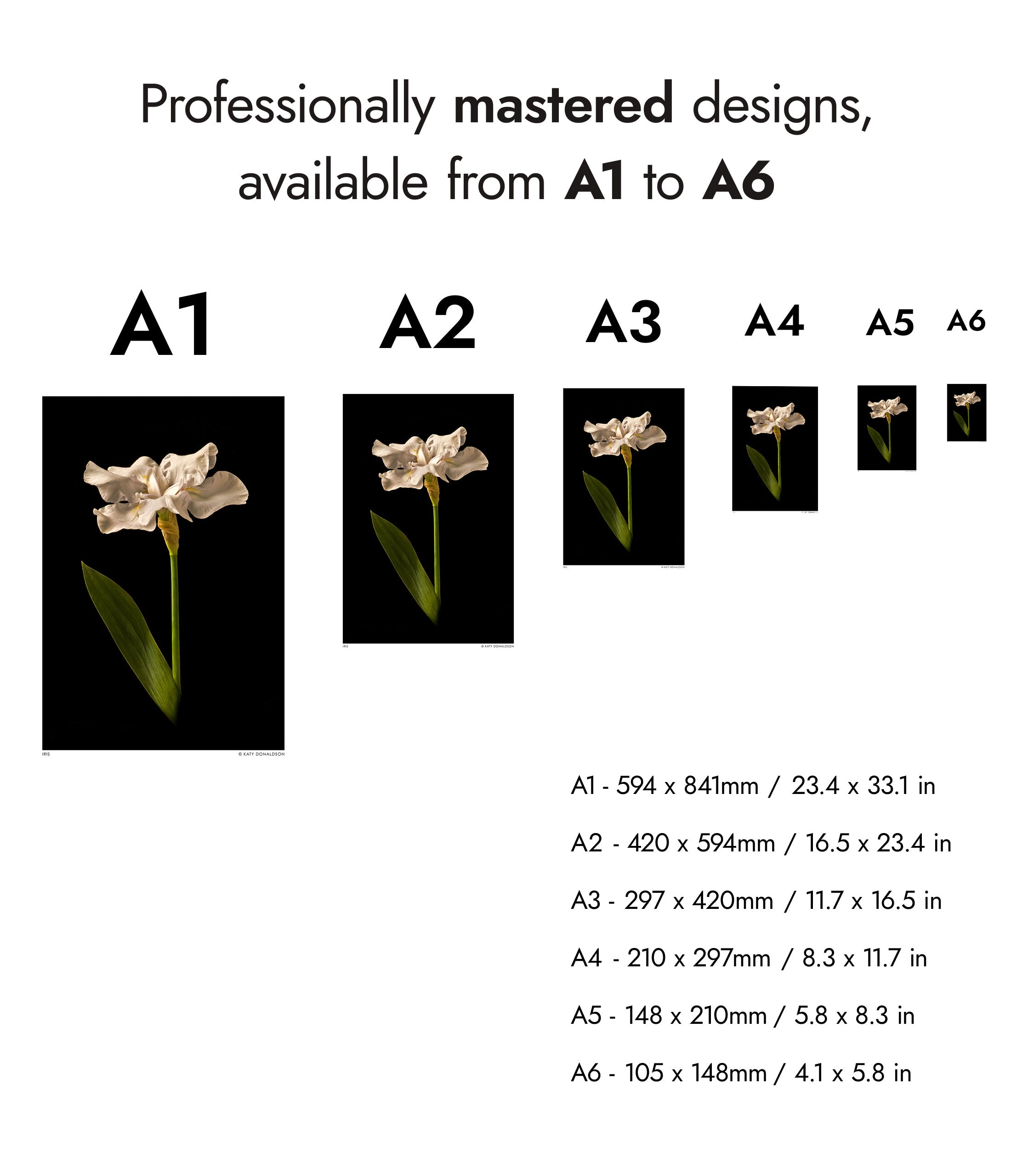 Iris - Katy Donaldson | | Framed Prints & Posters – Animato