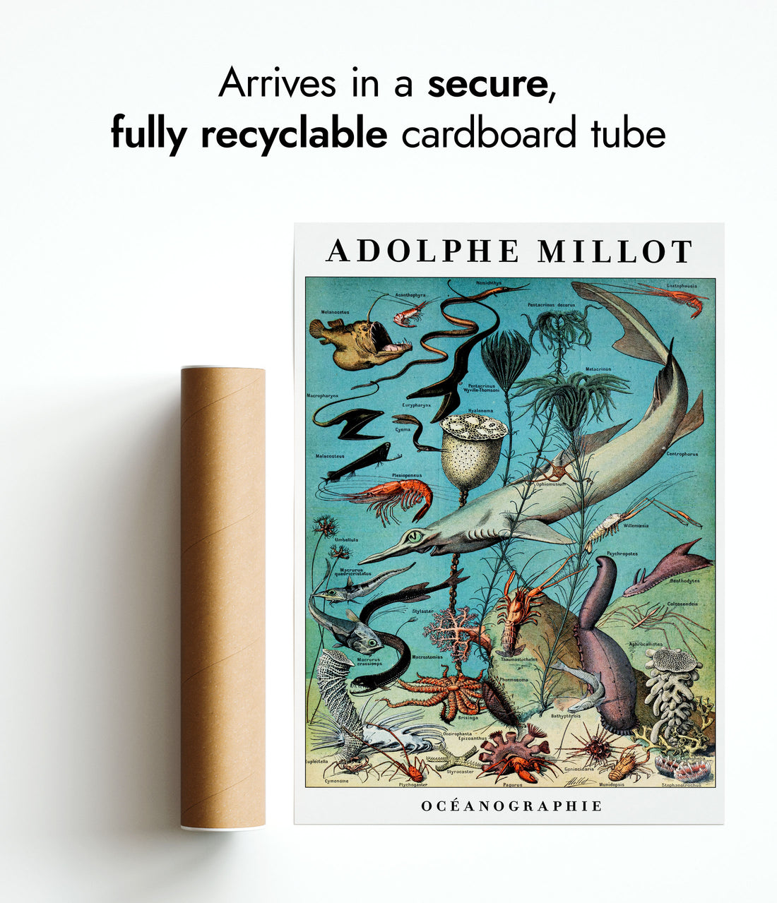 Oceanography - Adolphe Millot | Nature & Wildlife | Framed Prints ...
