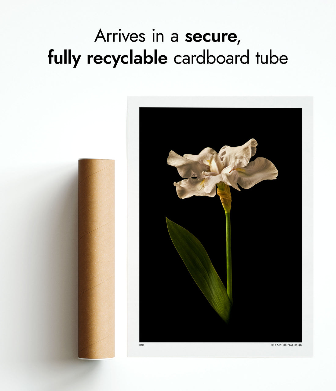 Iris - Katy Donaldson | | Framed Prints & Posters – Animato