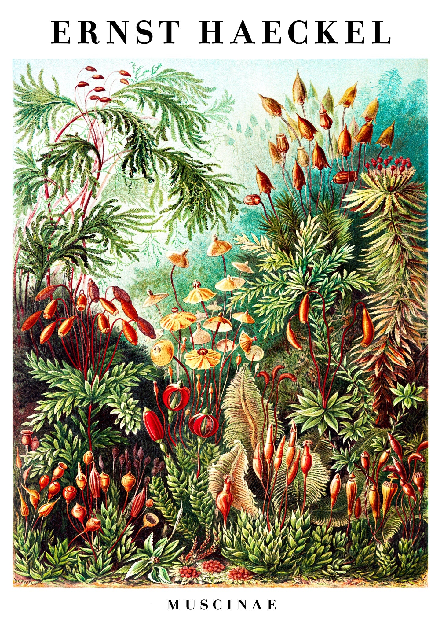 Muscinae - Ernst Haeckel | Nature & Wildlife | Framed Prints & Posters ...