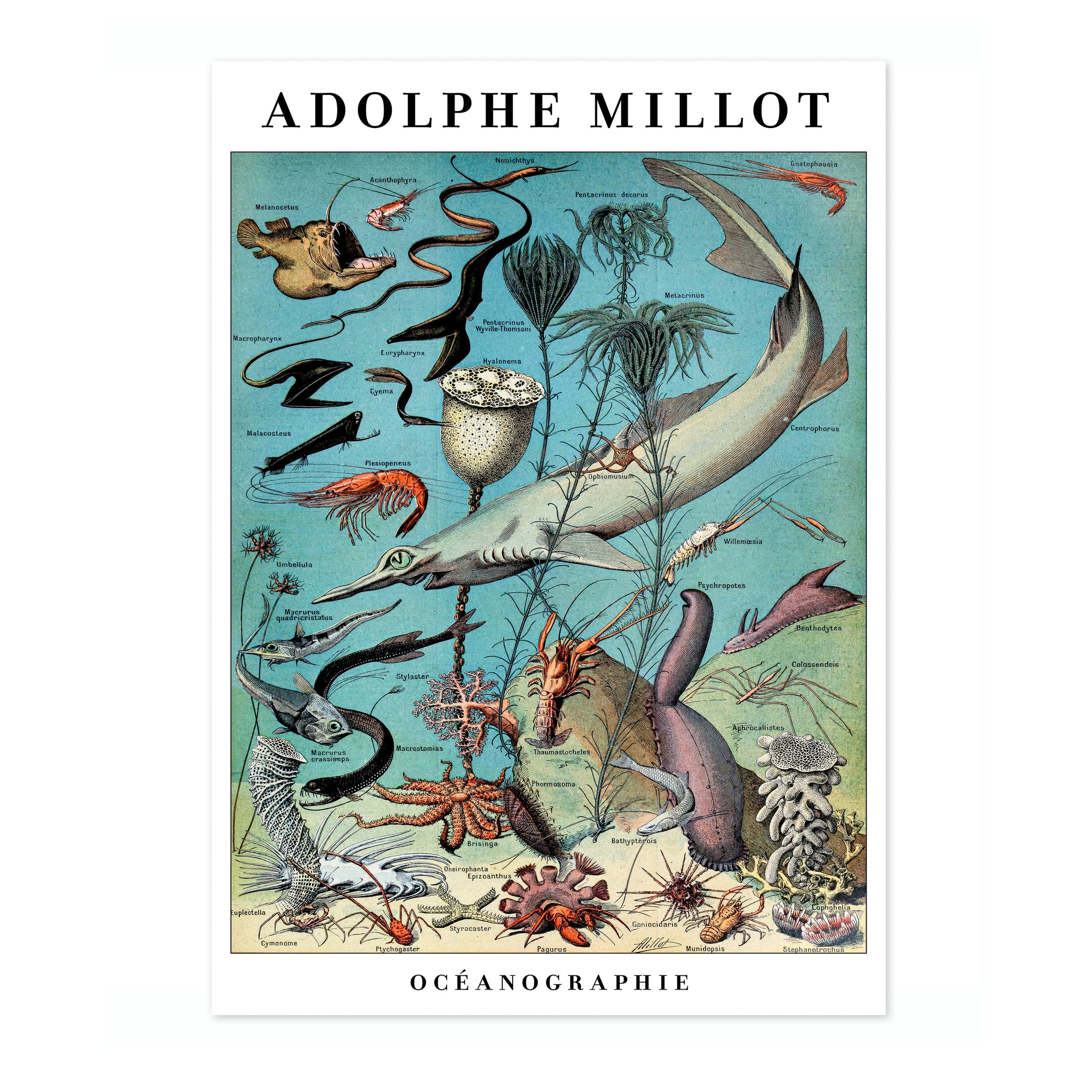 Oceanography - Adolphe Millot | Nature & Wildlife | Framed Prints ...