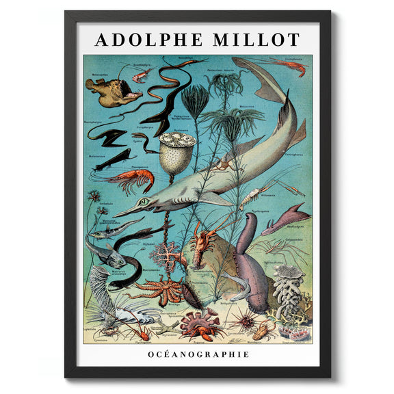 Oceanography - Adolphe Millot | Nature & Wildlife | Framed Prints ...