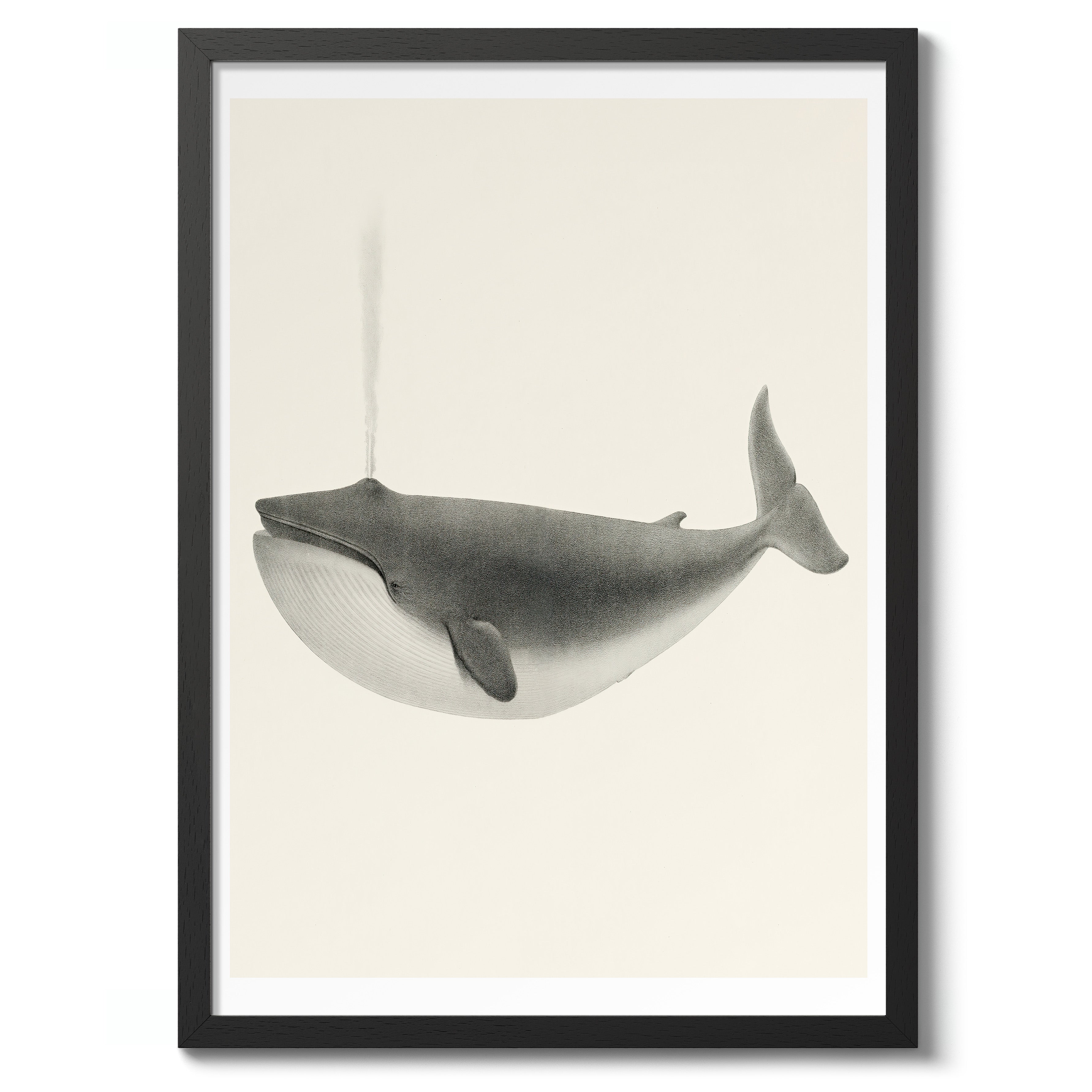 Sulphurbottom Whale | Nature | Framed Prints & Posters – Animato