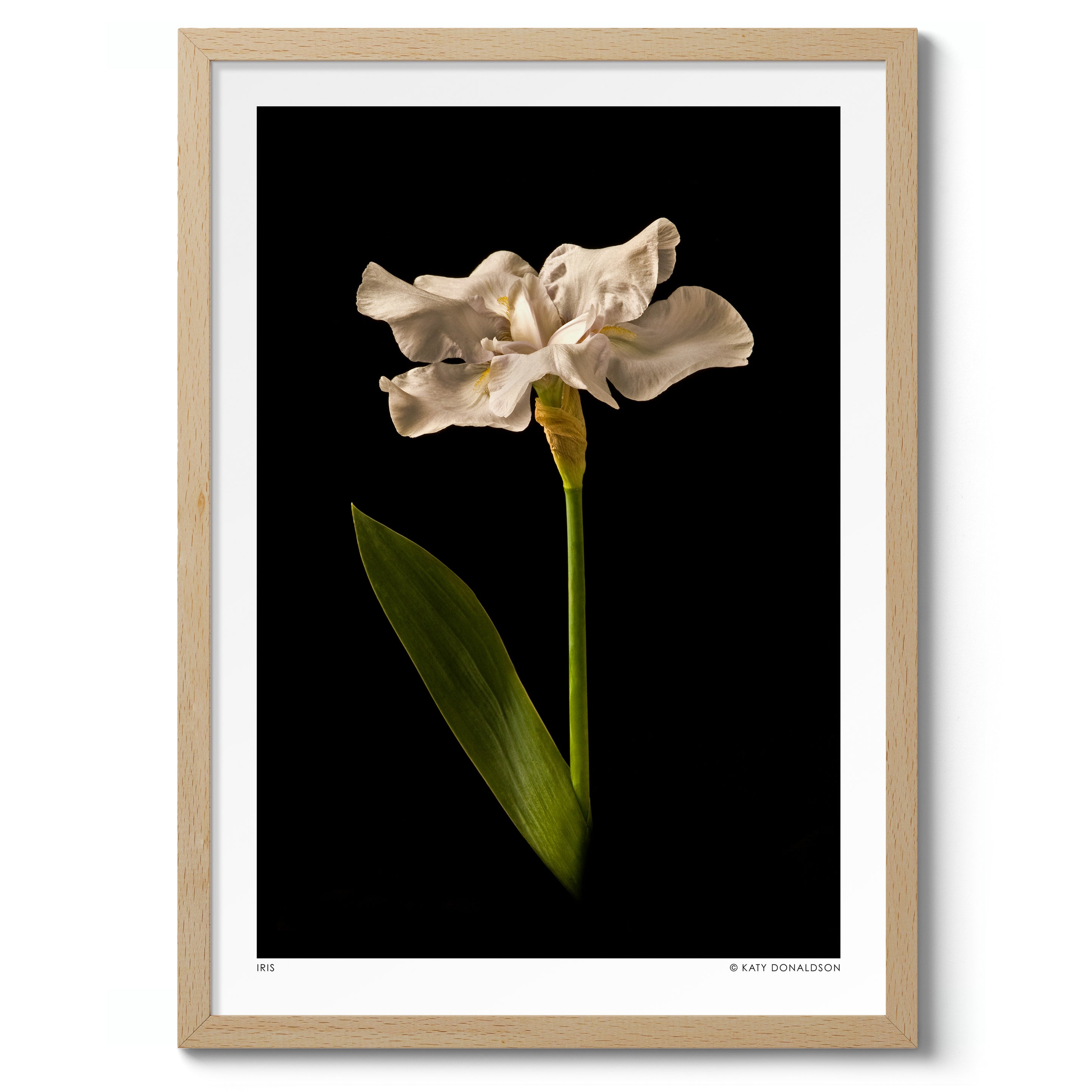 Iris - Katy Donaldson | | Framed Prints & Posters – Animato